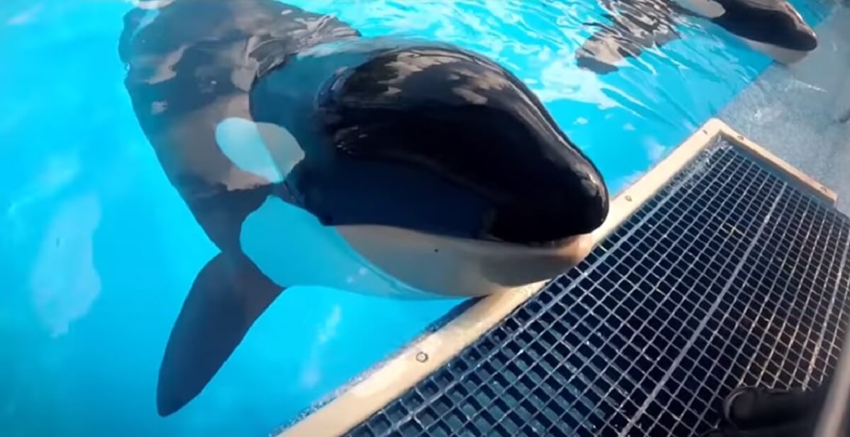 Orka Kayla in Seaworld Orlando na korte ziekte overleden - Animals Today
