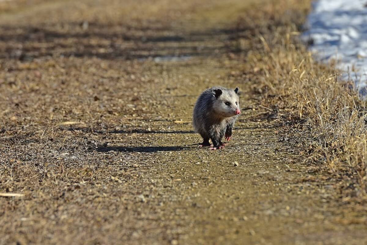#GNvdD: Een goed woordje voor de opossum, of buidelrat (video ...