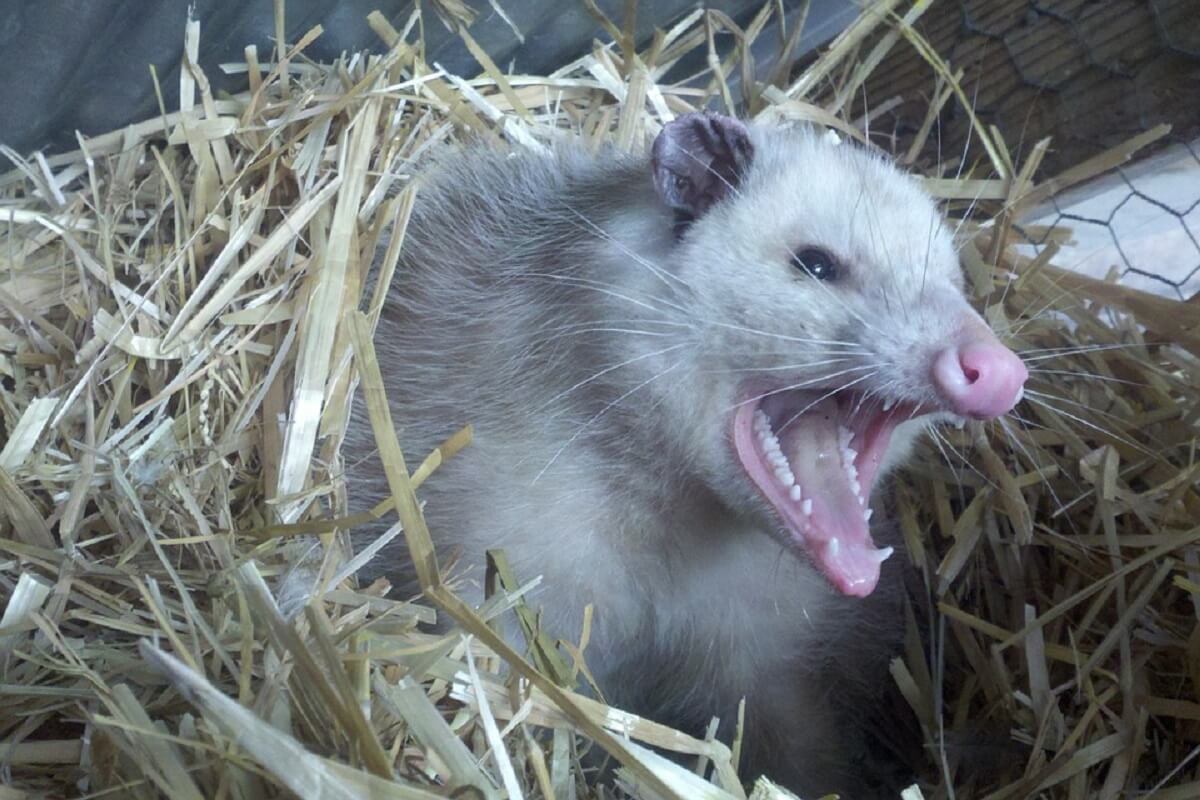 #GNvdD: Een goed woordje voor de opossum, of buidelrat (video ...