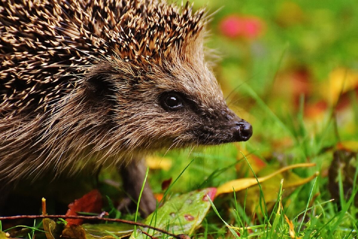 Grote zorgen om onze egels in Jaar van de Egel - Animals Today
