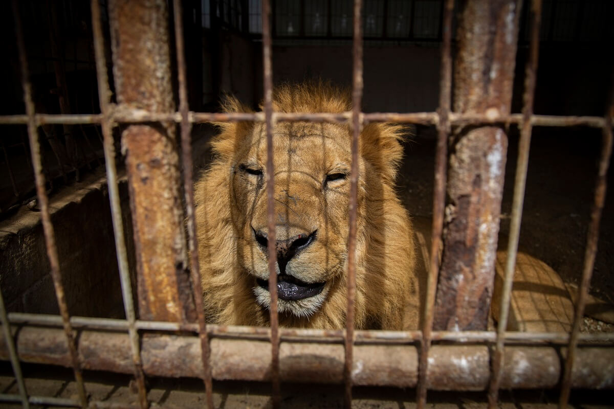 Rafah Zoo in Gaza: eigenaar wil klauwen van meer leeuwen verwijderen ...