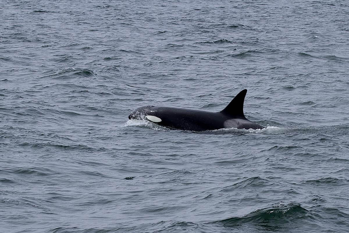 Mysterieuze groep orka's ontdekt in Zuidelijke Oceaan