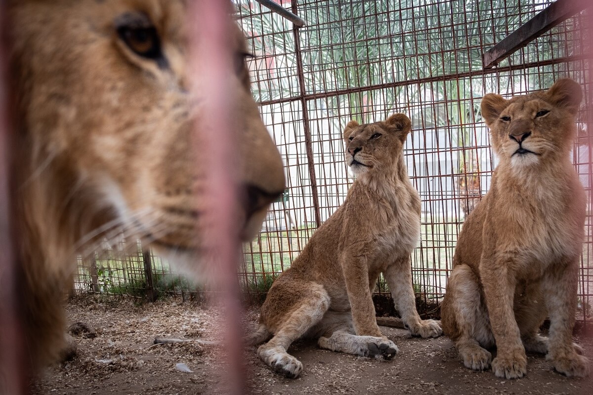 Alle dieren succesvol gered uit verwaarloosde Rafah Zoo - Animals Today