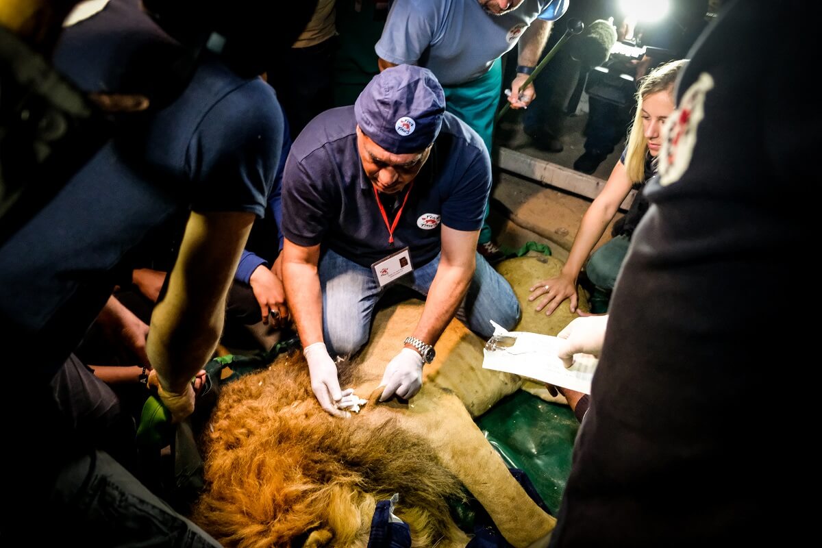 Alle dieren succesvol gered uit verwaarloosde Rafah Zoo - Animals Today