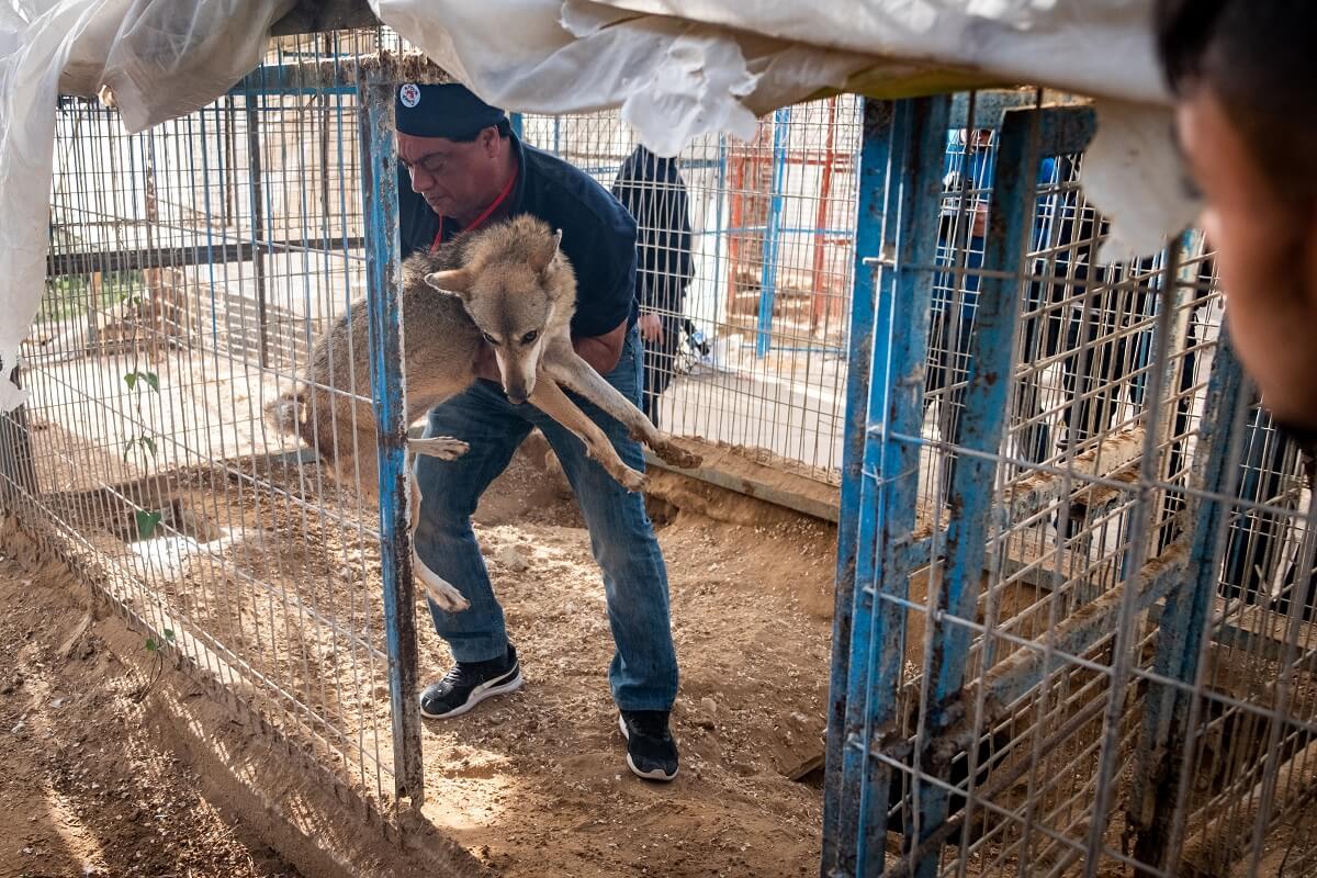 Alle dieren succesvol gered uit verwaarloosde Rafah Zoo - Animals Today