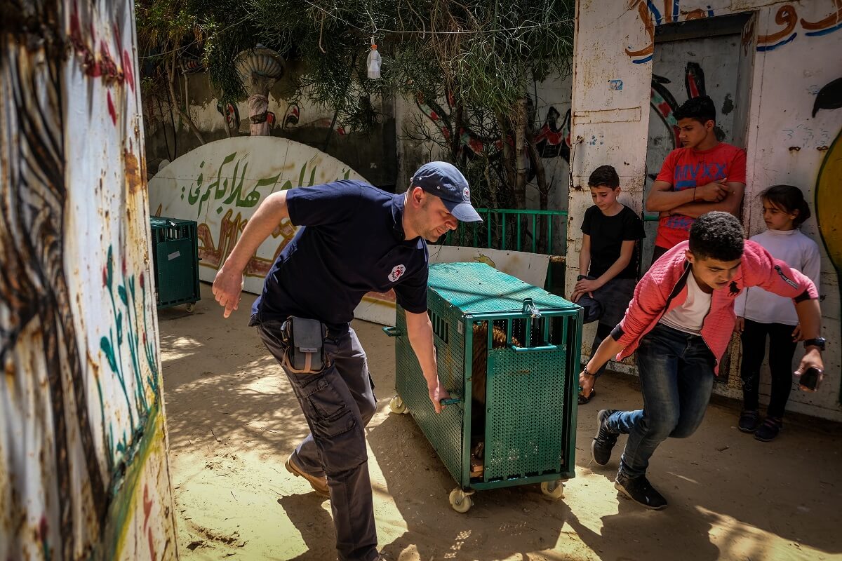 Alle dieren succesvol gered uit verwaarloosde Rafah Zoo - Animals Today