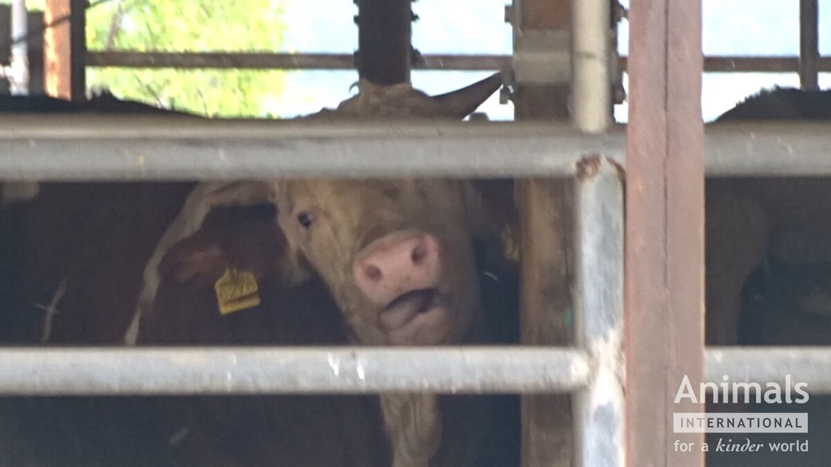 #GNvdD: Brazilië verbiedt export van levend vee - Animals Today