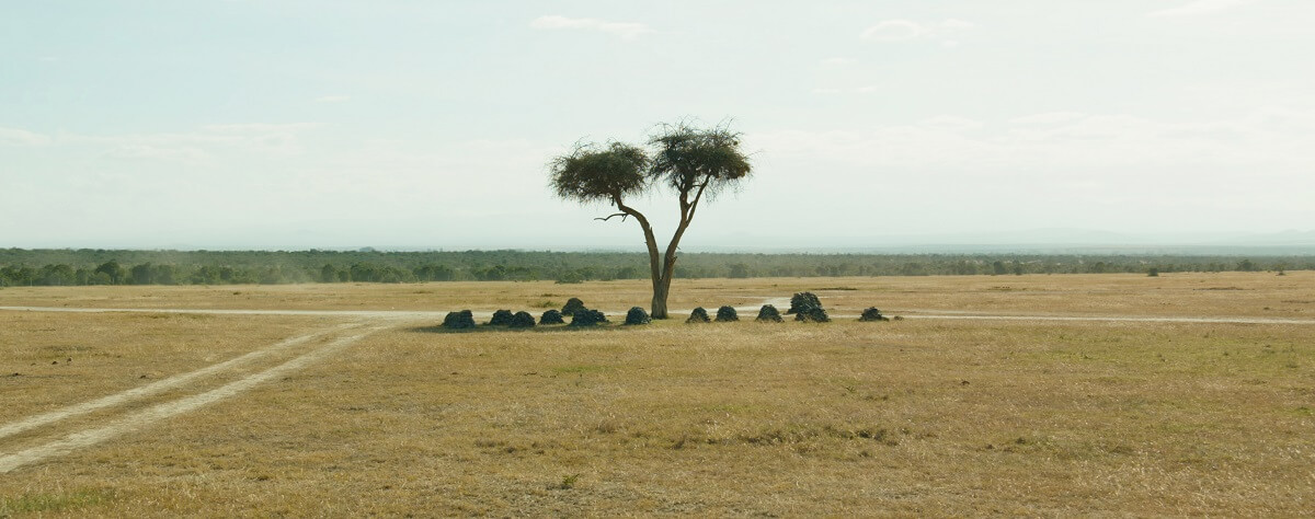 Noordelijke witte neushoorn Sudan was The Last Male on Earth (film ...