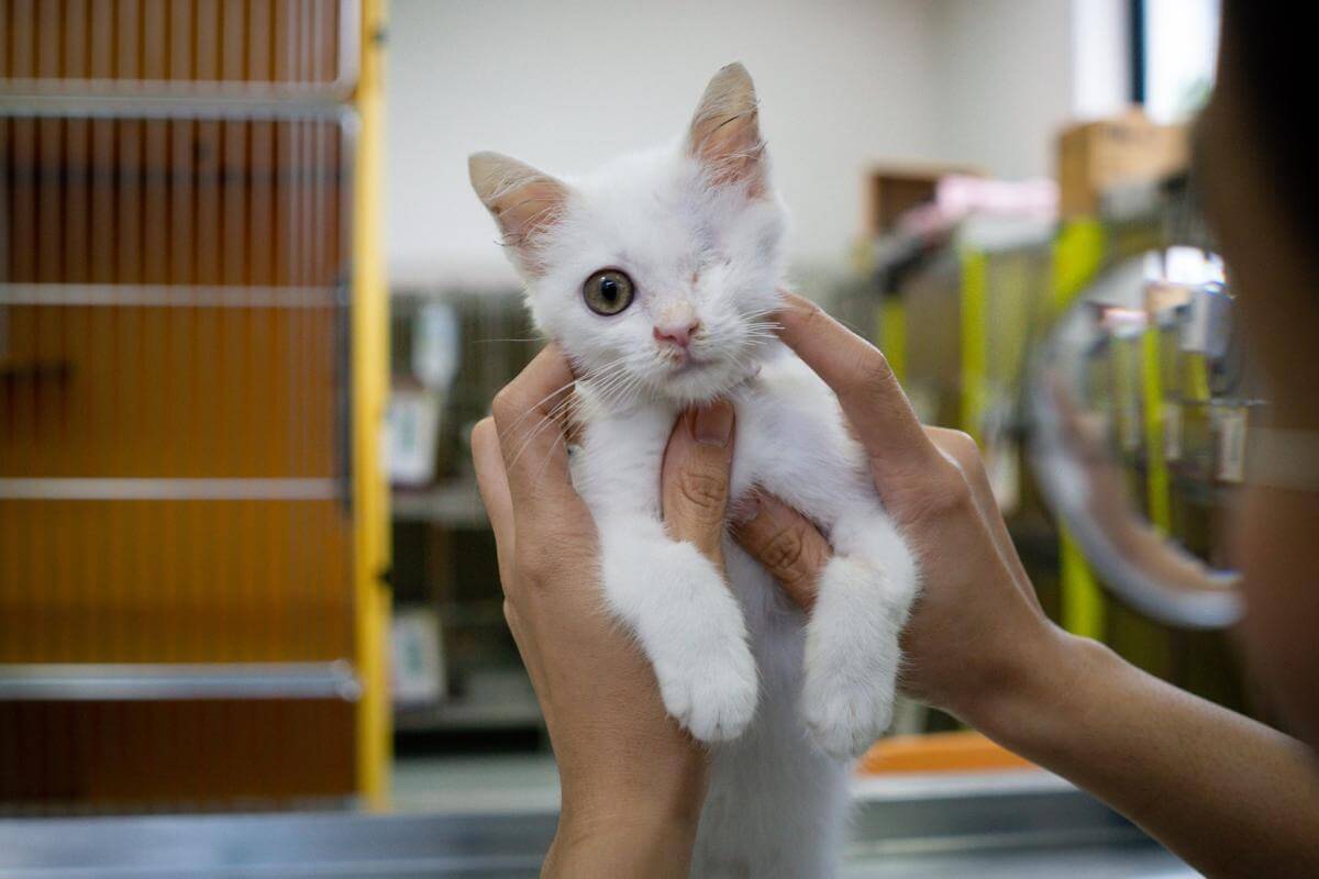 Prachtige metamorfoses van zwerfhonden en -katten bij Soi Dog