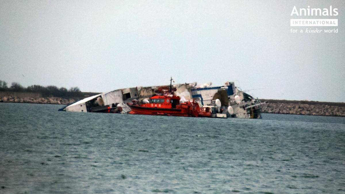 #GNvdD: Voldoende Europese steun om diertransporten aan banden te ...