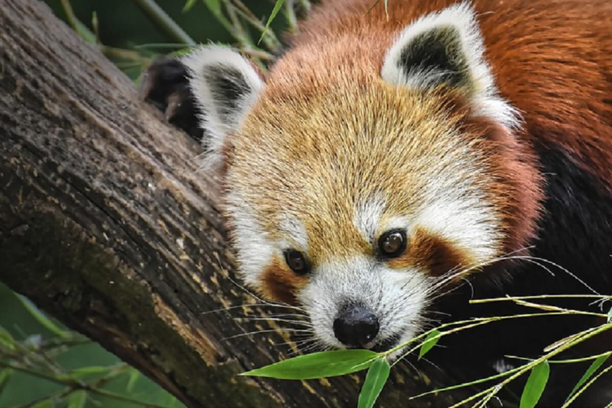 Niet 1 maar 2 soorten rode panda’s en allebei bedreigd - Animals Today