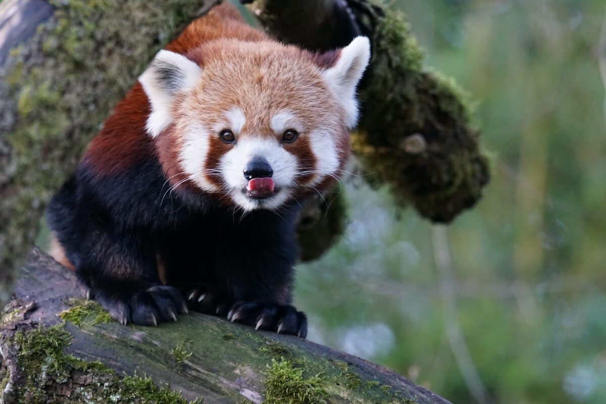 Niet 1 maar 2 soorten rode panda’s en allebei bedreigd - Animals Today