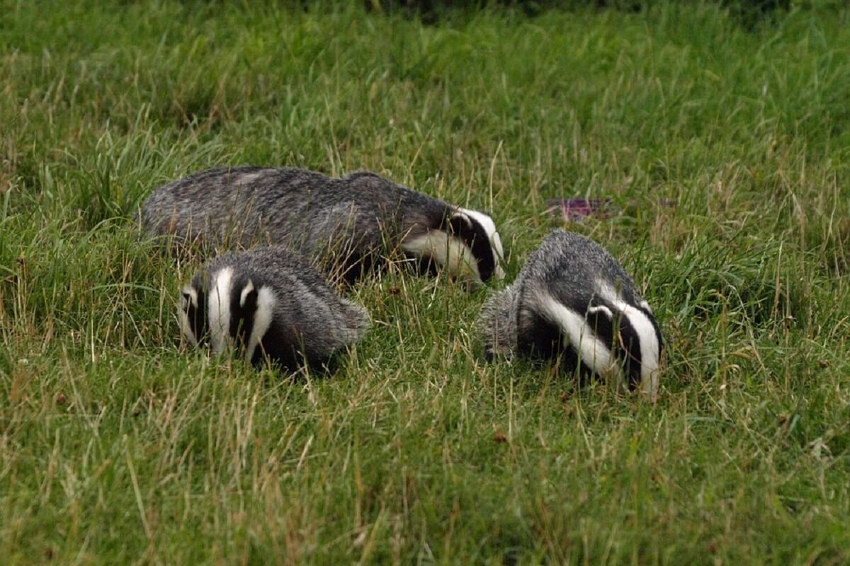 Dassenburchten in Limburg op grote schaal vernield - Animals Today