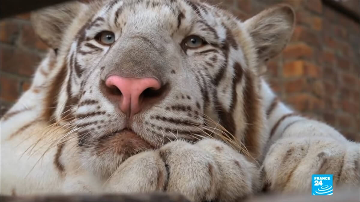 Grote katachtigen als huisdier groeiende trend in Pakistan - Animals Today