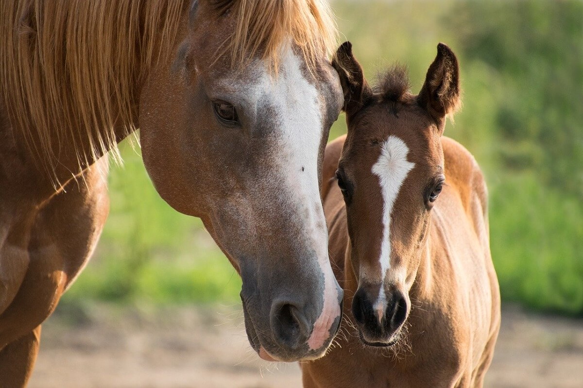 #GNvdD: Pasgeboren veulen gered van Spaanse autoweg - Animals Today