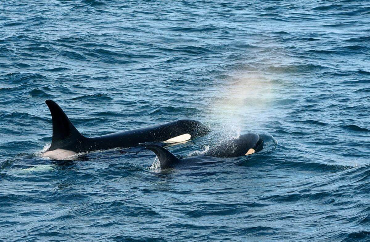 Orka’s die boten aanvielen waren aan het spelen - Animals Today