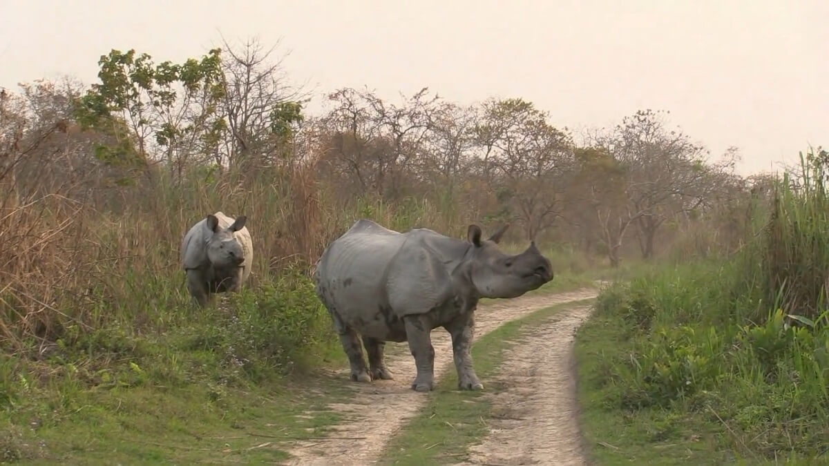 Zeldzame neushoorns verdronken bij overstromingen Assam - Animals Today