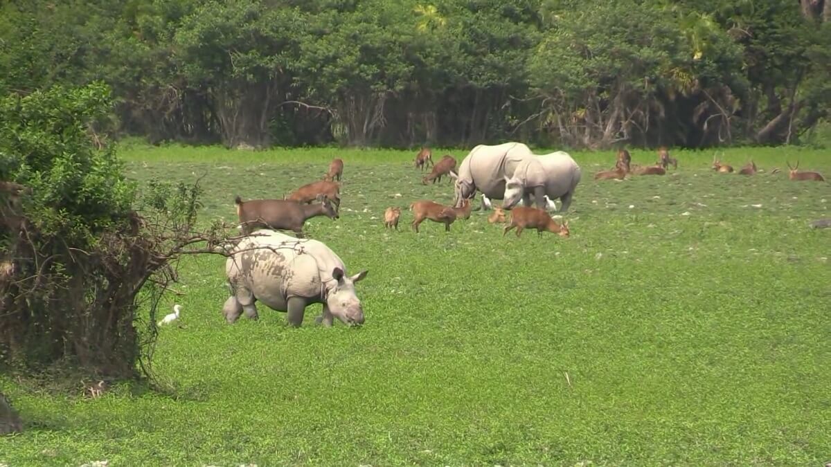 Zeldzame neushoorns verdronken bij overstromingen Assam - Animals Today