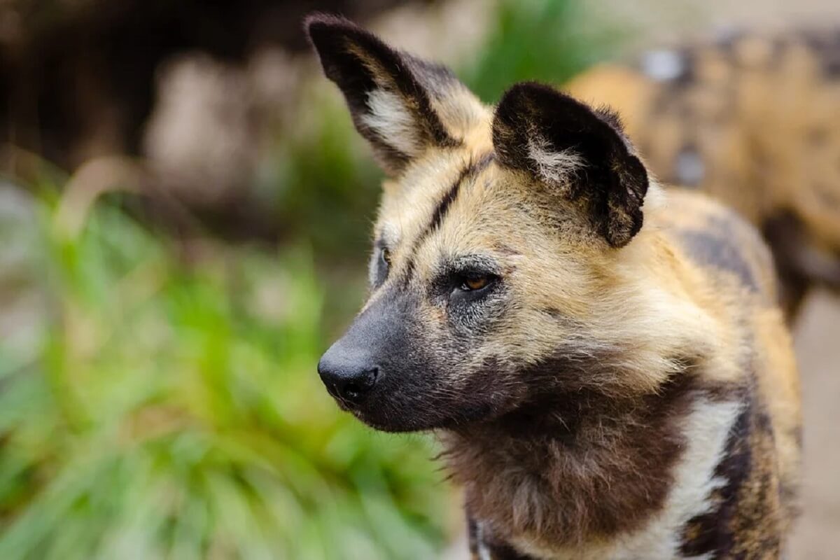 Weetjes: De Afrikaanse wilde hond is een geverfde wolf - Animals Today