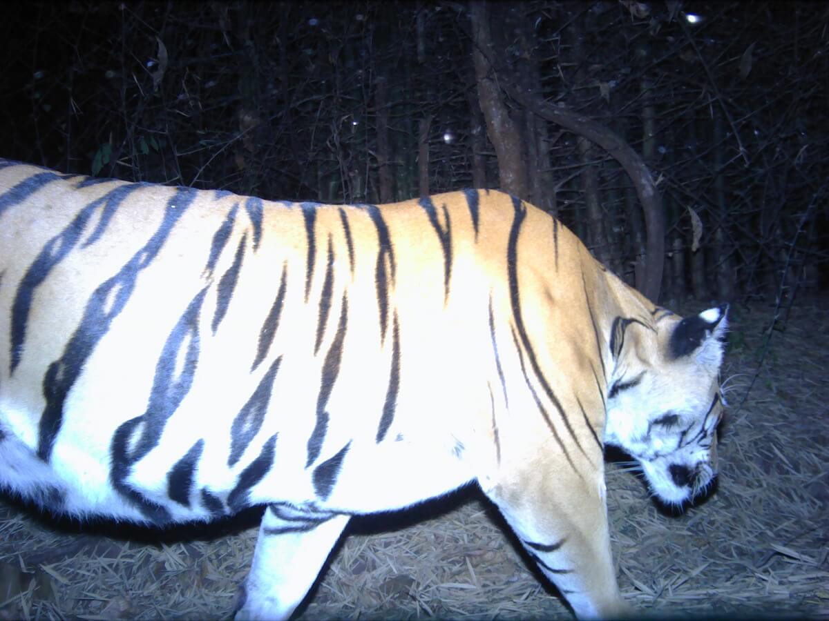 #GNvdD: Zeldzame Indo-Chinese tijgers gespot in Thailand - Animals Today