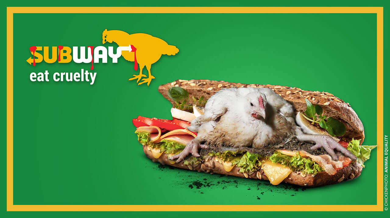 Oproep voor kippenwelzijn aan Subway-president Mike Kehoe - Animals Today
