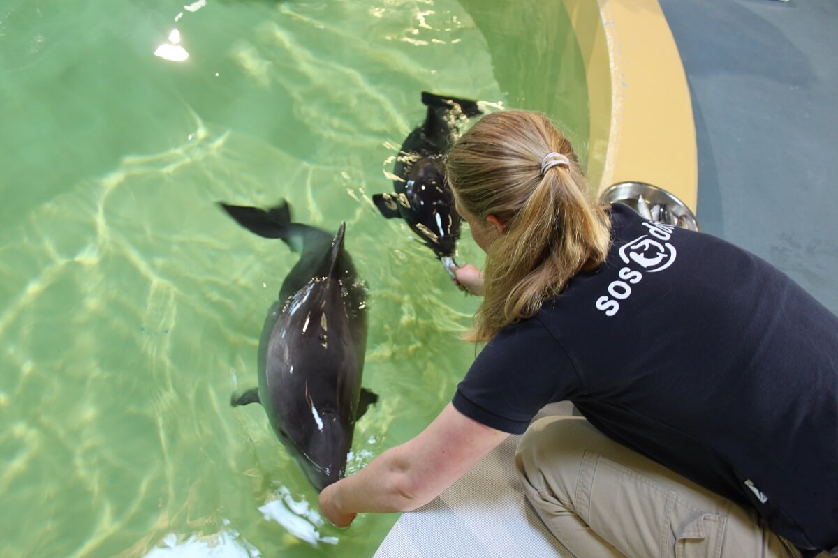 SOS Dolfijn verhuist definitief naar Landgoed Hoenderdaell - Animals Today