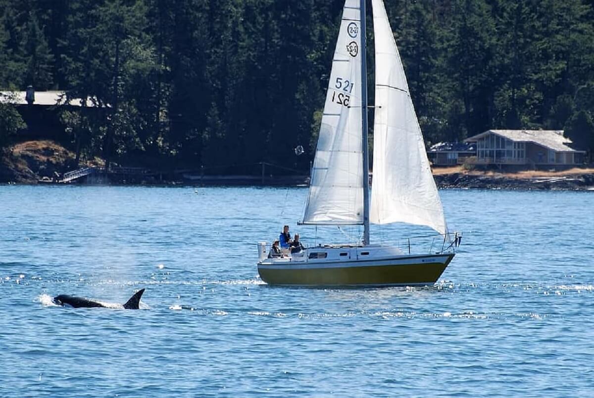Meer incidenten tussen orka's en boten - Animals Today