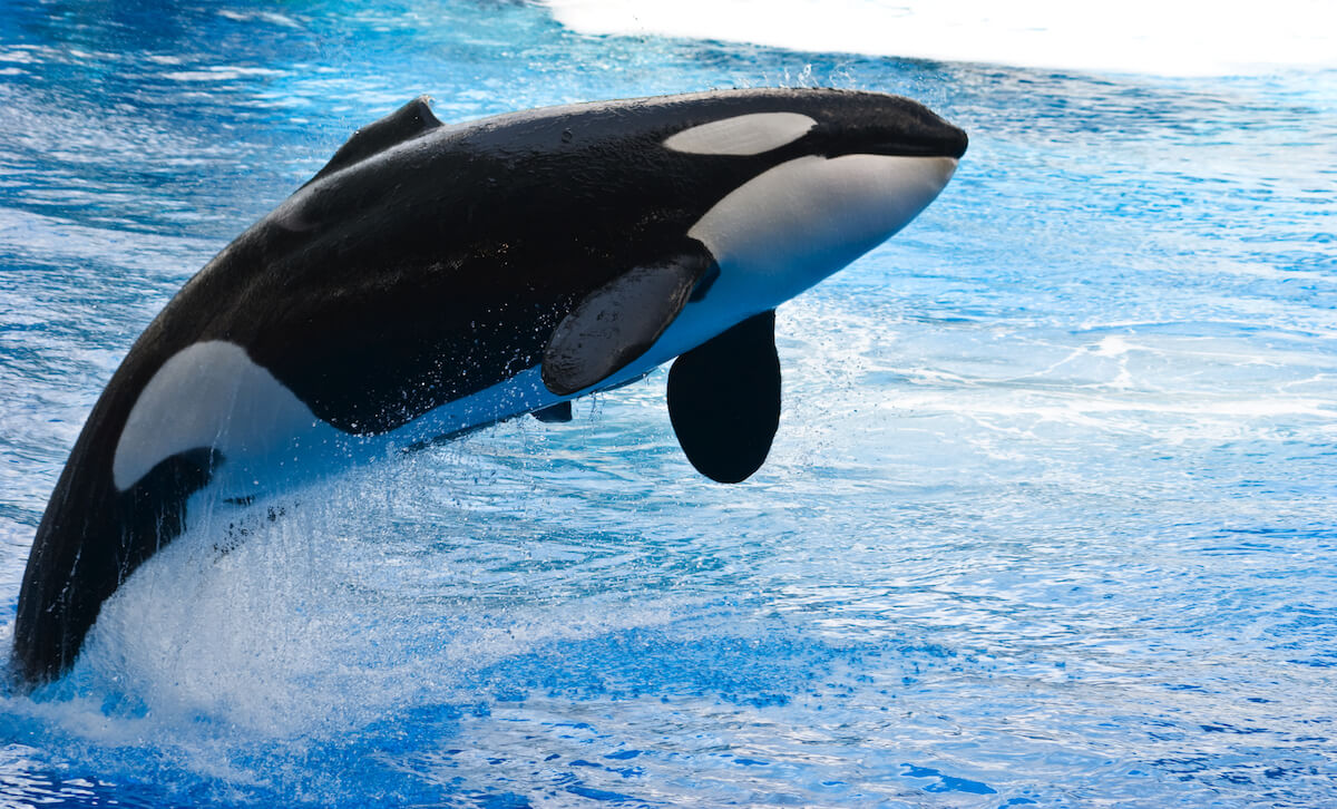 #GNvdD: Orka Lolita eindelijk na 50 jaar vrij - Animals Today