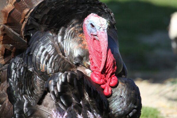 Thanksgiving: 46 miljoen kalkoenen geslacht - Animals Today