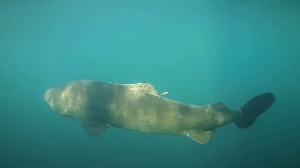 Weetjes: De Groenlandse haai overleeft ons allemaal - Animals Today