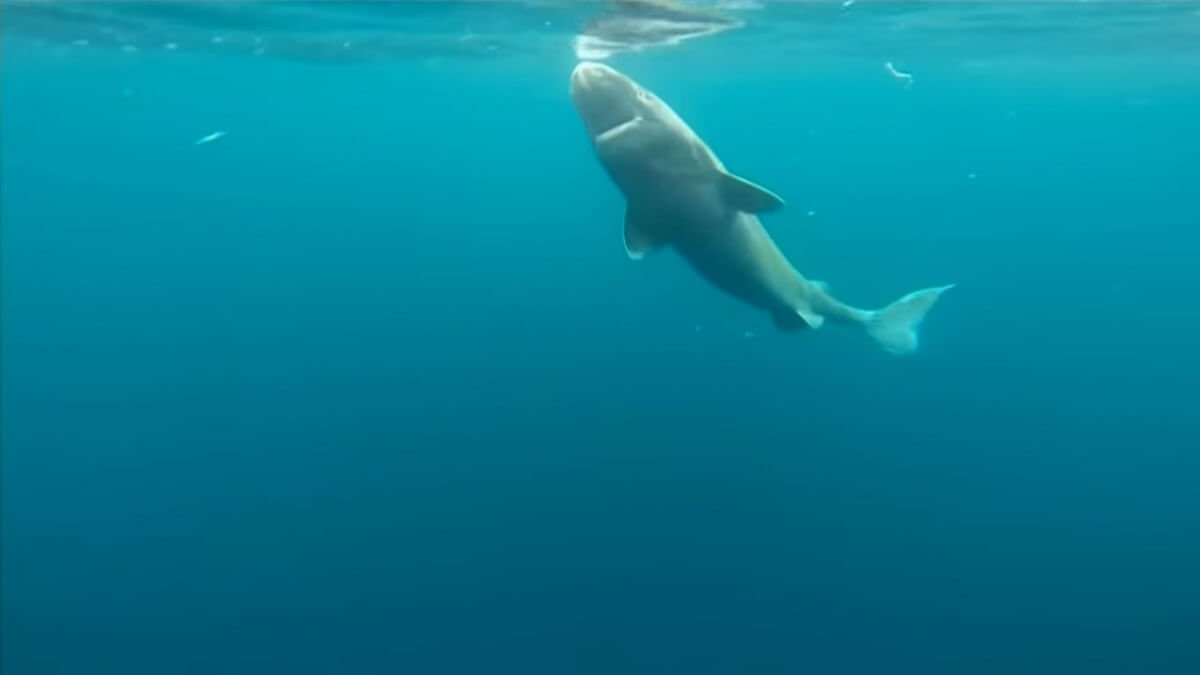 Weetjes: De Groenlandse haai overleeft ons allemaal - Animals Today