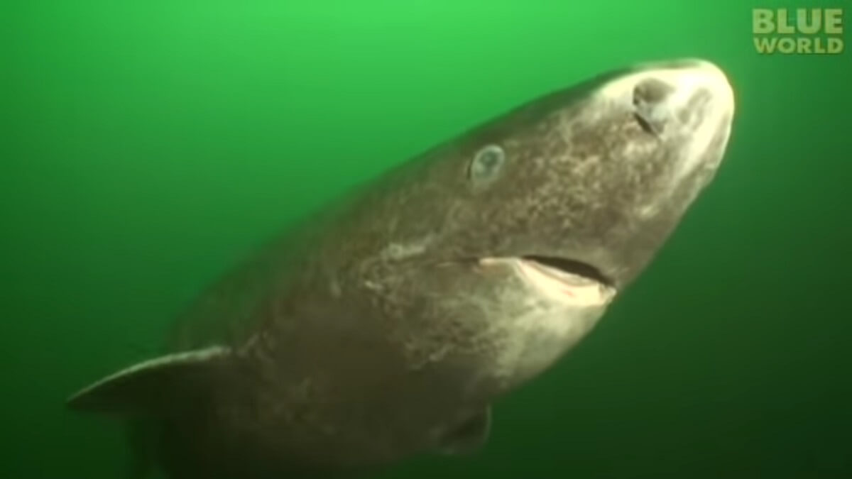 Weetjes: De Groenlandse haai overleeft ons allemaal - Animals Today