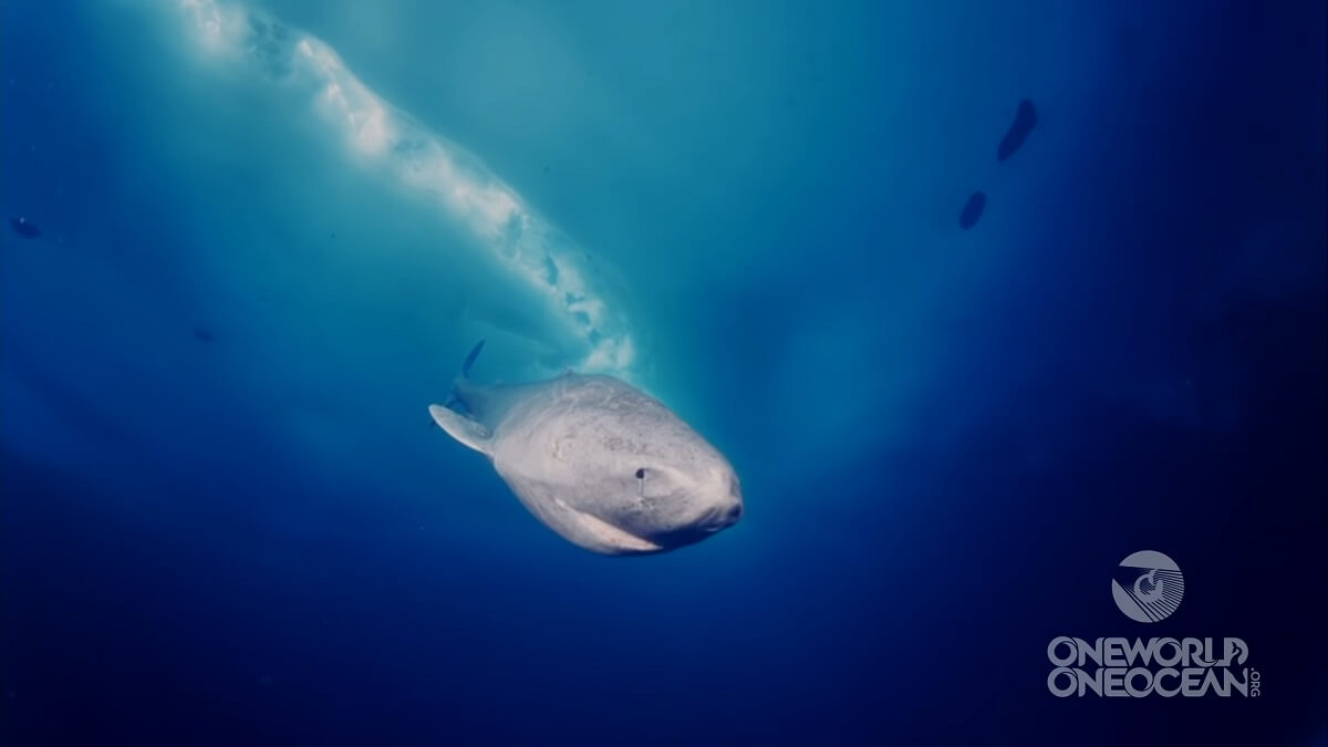 Weetjes: De Groenlandse haai overleeft ons allemaal - Animals Today