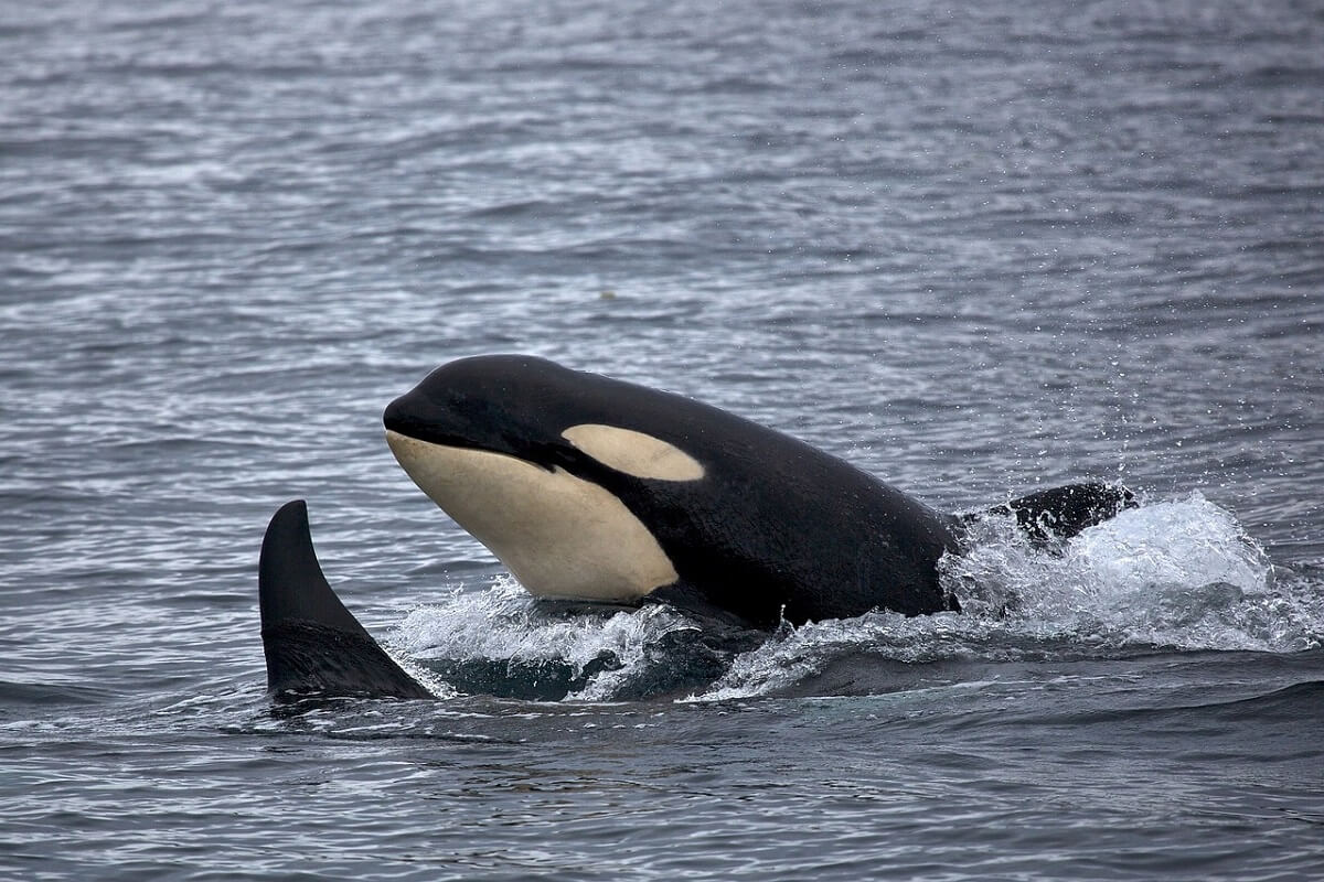 #GNvdD: Orka Lolita eindelijk na 50 jaar vrij - Animals Today
