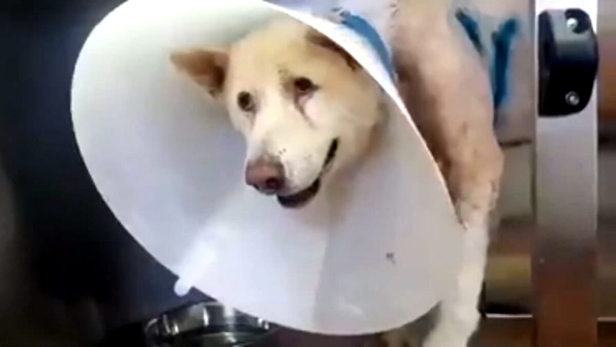 #GNvdD: Griekenland maakt van dierenmishandeling een misdrijf - Animals ...