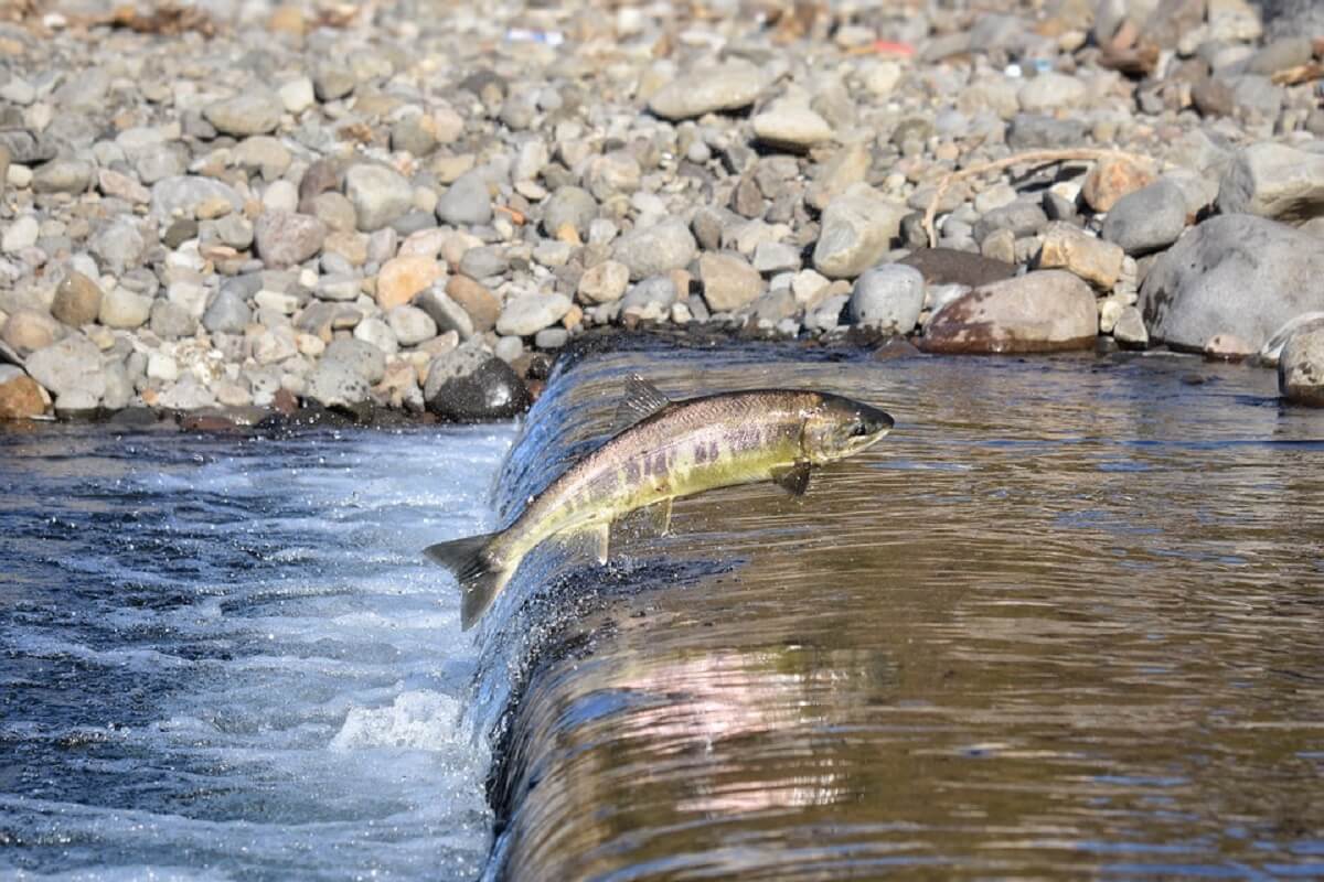 Migrerende riviervispopulaties in 50 jaar driekwart kleiner - Animals Today