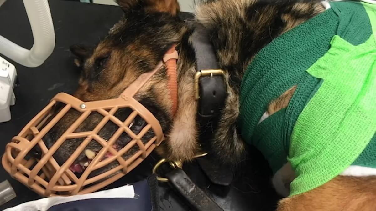 Dierenmishandeling zwaarder bestraft in Schotland - Animals Today