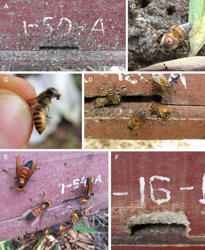 Bijen gebruiken mest tegen 'terrorhorzel' - Animals Today