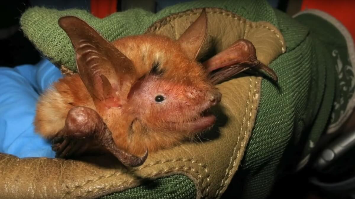 Nieuwe spectaculaire oranje vleermuissoort ontdekt - Animals Today