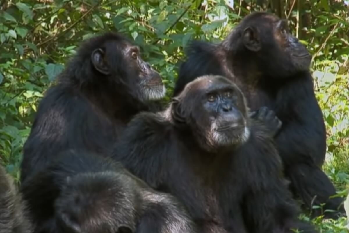 Bevriende chimpansees vechten samen om rivalen te bestrijden - Animals ...