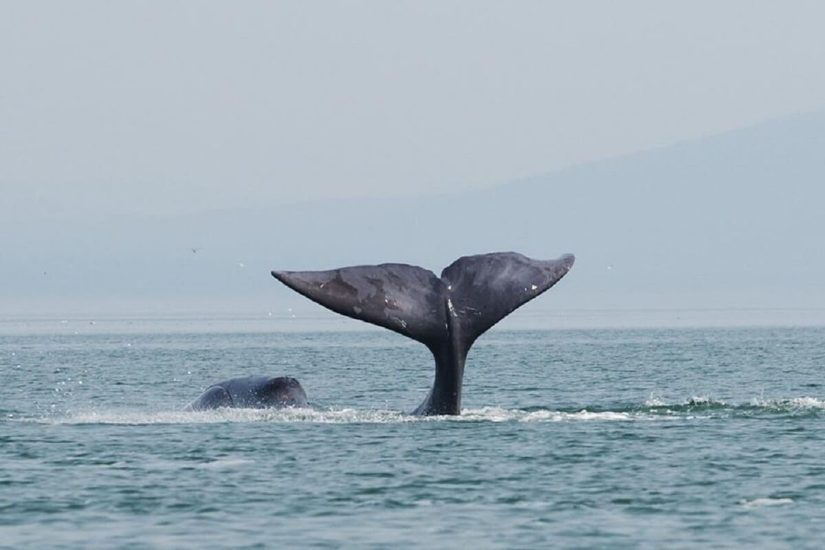 Groenlandse walvis stelt trek uit door smeltend ijs - Animals Today