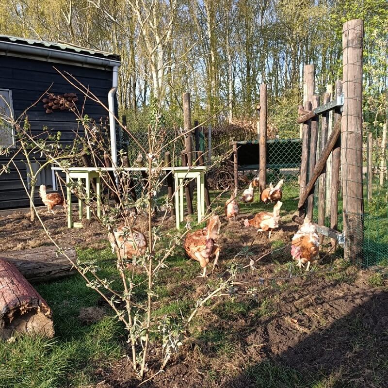 Nieuwe opvang van Red een Legkip in Dedemsvaart - Animals Today