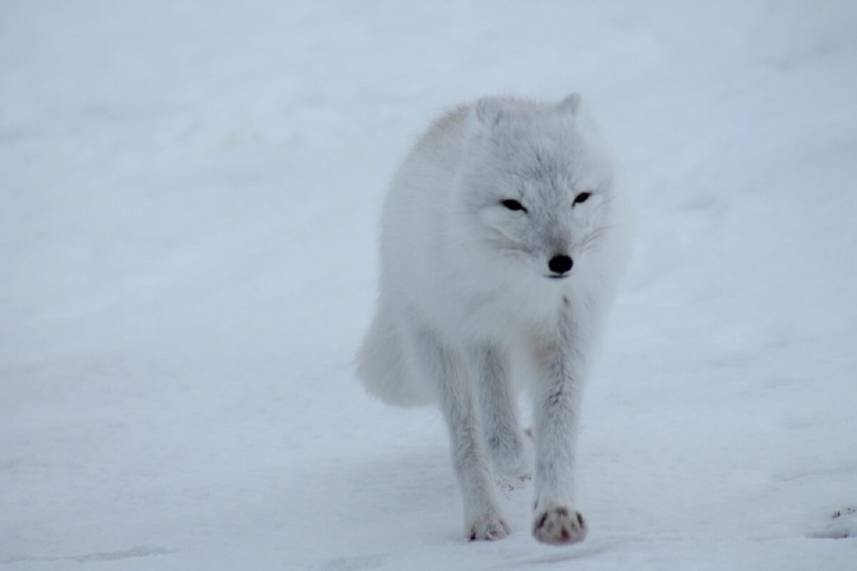 De poolvos glijdt 's winters nooit uit - Animals Today