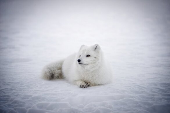 De poolvos glijdt 's winters nooit uit - Animals Today
