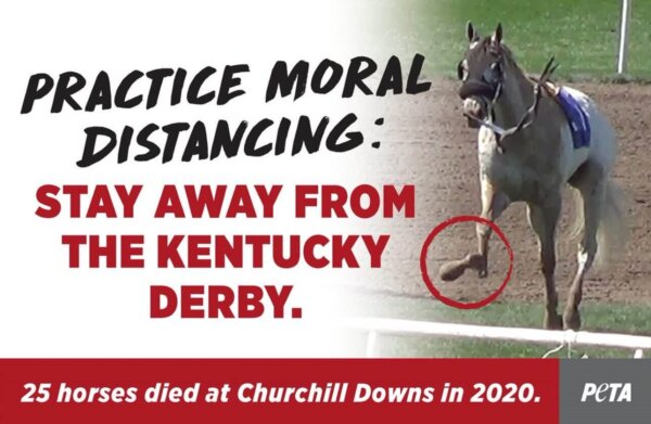 PETA: 'Hou moreel afstand van paardenraces' - Animals Today