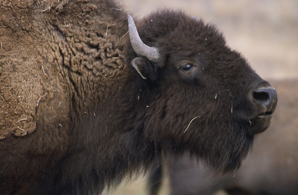 Afschot bizons in Grand Canyon trekt 45.000 vrijwilligers - Animals Today