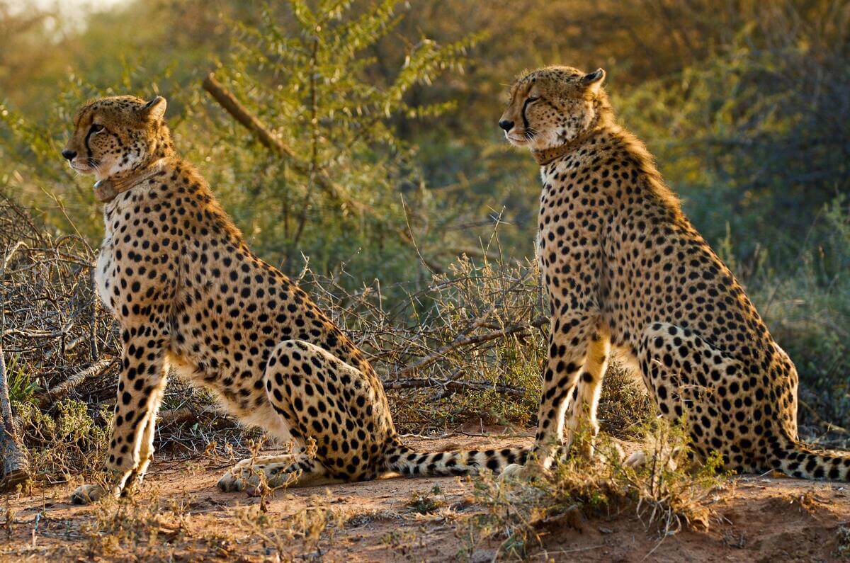Kritiek op verplaatsen wilde Afrikaanse cheeta’s naar India - Animals Today