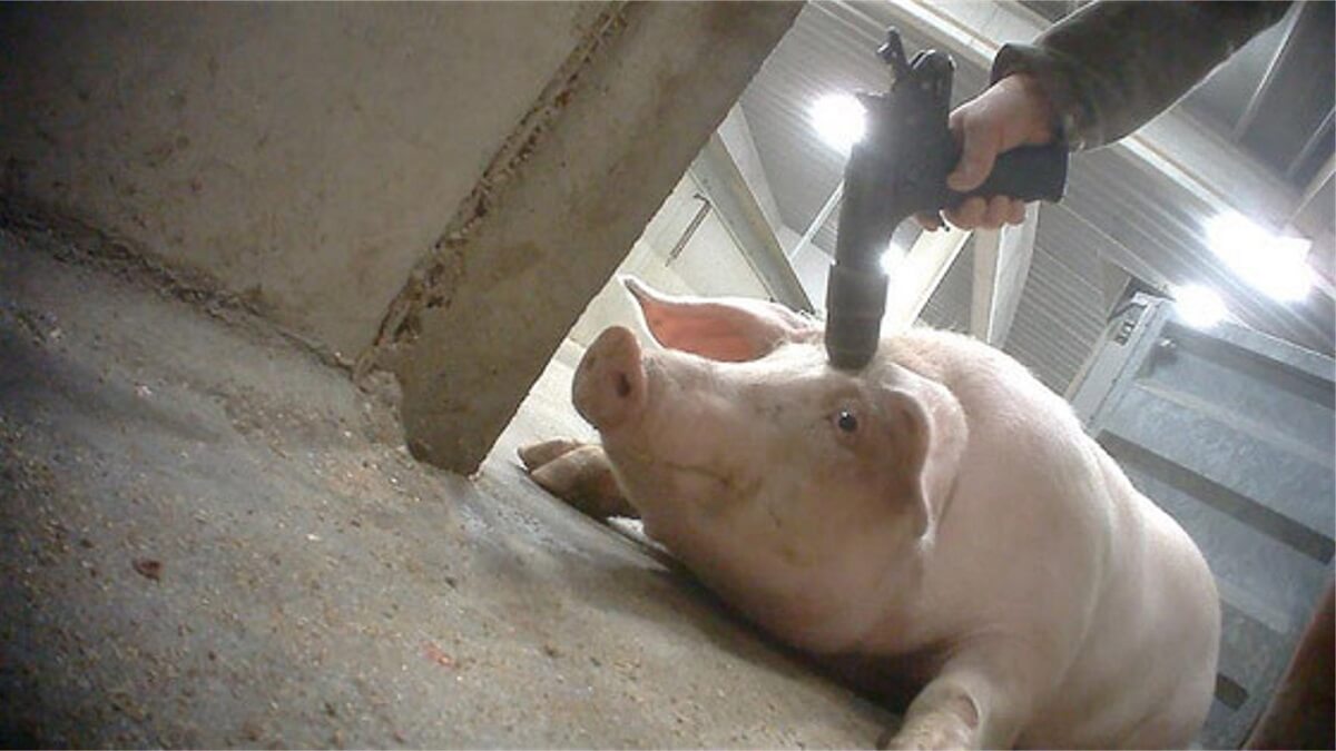 ‘De horror gaat gewoon door in slachthuis Tielt’ - Animals Today