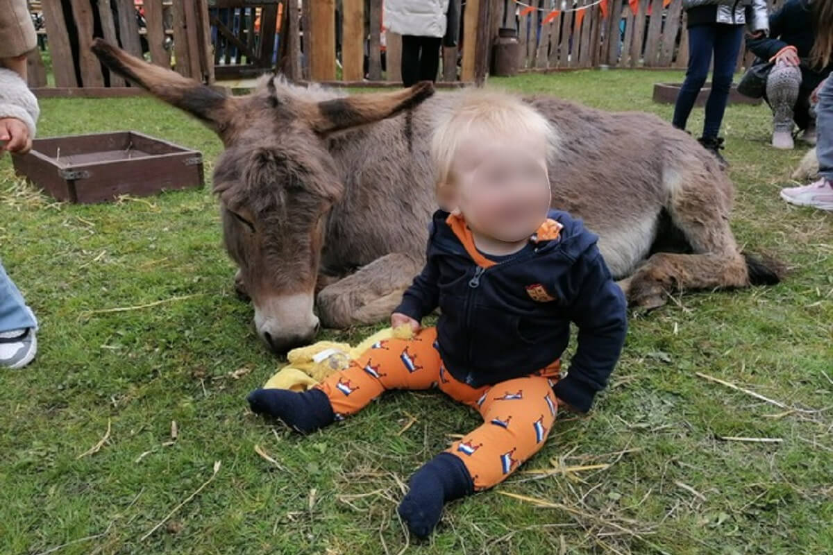 Karen’s blog: Hoe dik is de plaat voor het hoofd van Bert? - Animals Today