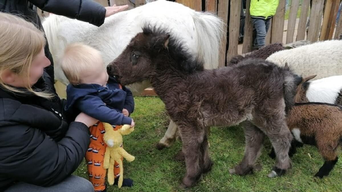 Karen’s blog: Hoe dik is de plaat voor het hoofd van Bert? - Animals Today